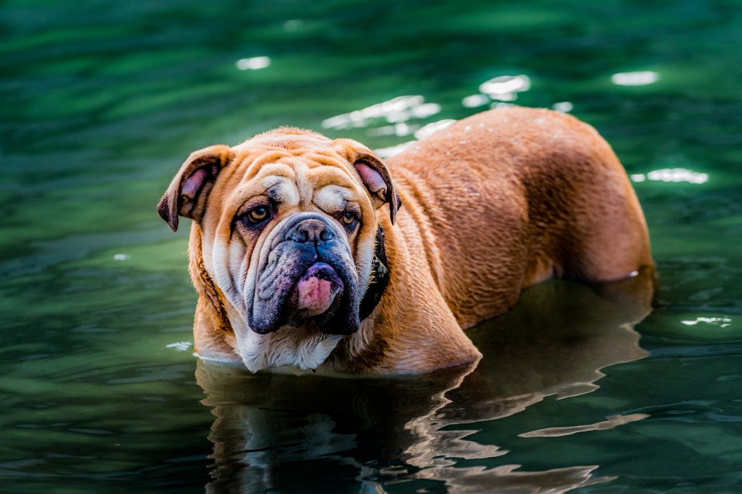 Why Bulldogs Can't Swim: Brachycephaly Explained