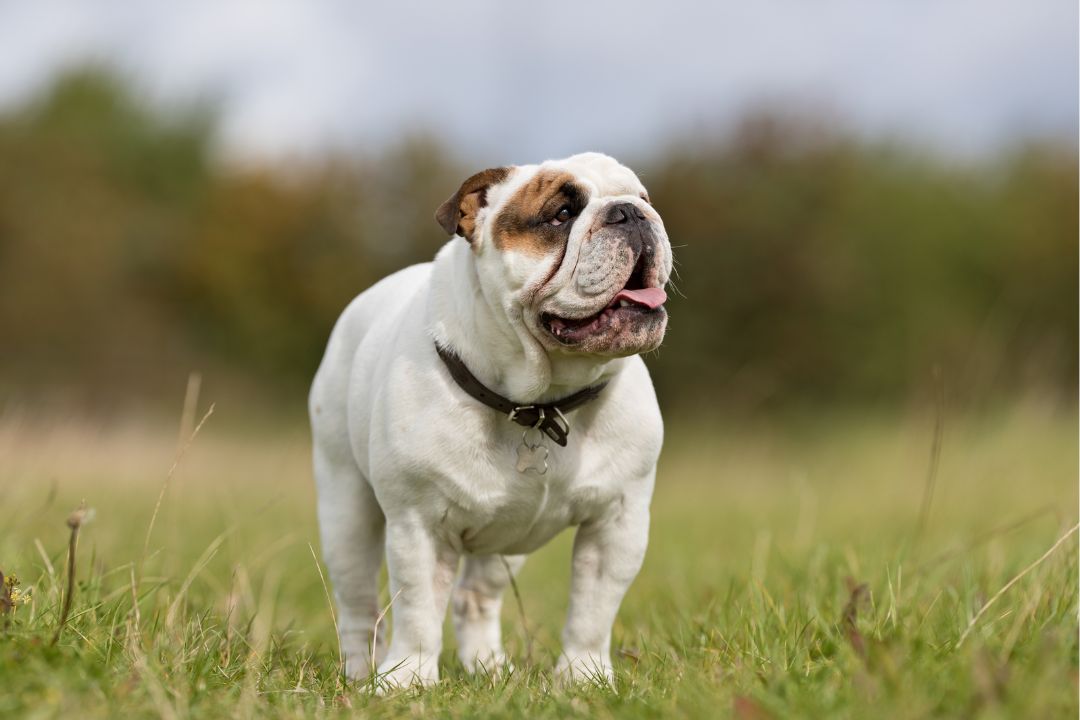 How to Stop English Bulldog Barking: A Step-by-Step Guide