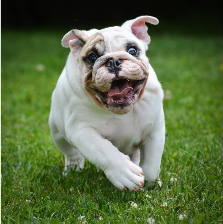 How to Stop English Bulldog Barking: A Step-by-Step Guide