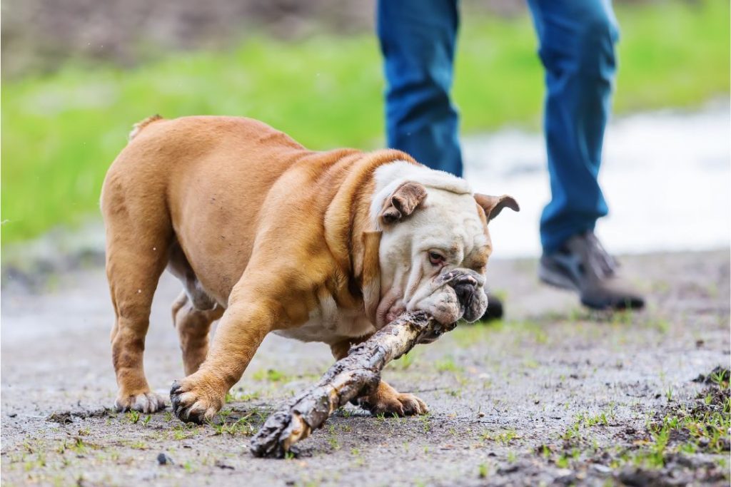 English Bulldog training: Step-by-Step Guide for Beginners