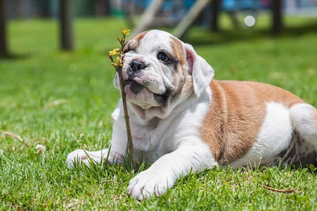 Common Health Issues for English bulldogs