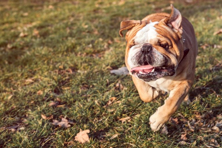 Common Health Issues for English bulldogs