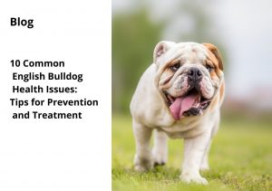 English Bulldog Skin Issues: Reasons and Best Treatment Options