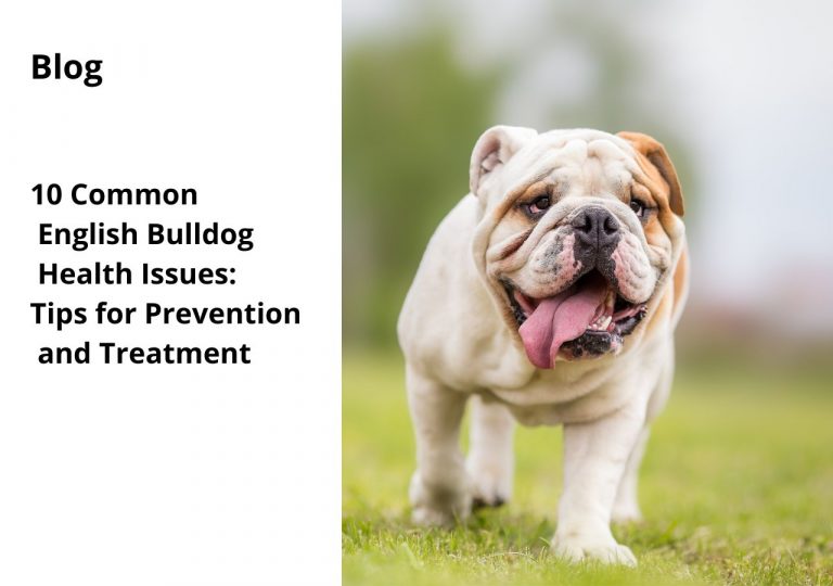English Bulldog Skin Issues: Reasons and Best Treatment Options