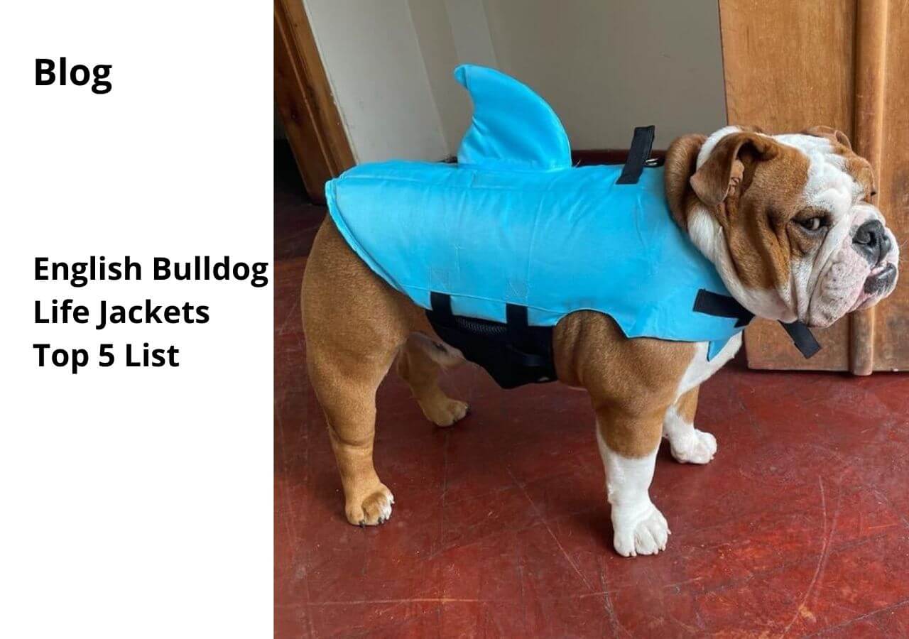 Top 5 English Bulldog Life Jackets for Water (Best Choice)