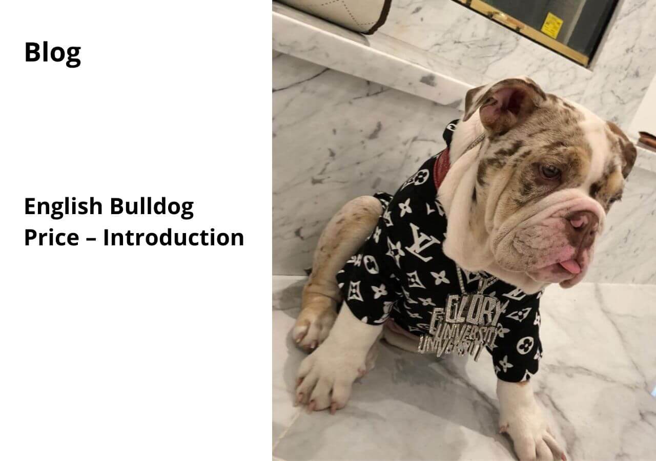 English Bulldog Price: How Much Does a Furry Friend Cost?