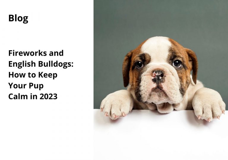 English Bulldog training: Step-by-Step Guide for Beginners