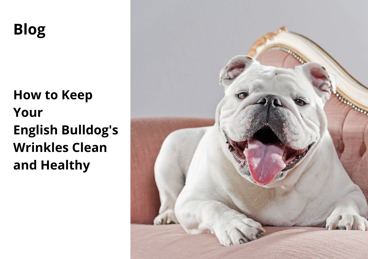 How to Keep English Bulldog's Wrinkles Clean and Healthy