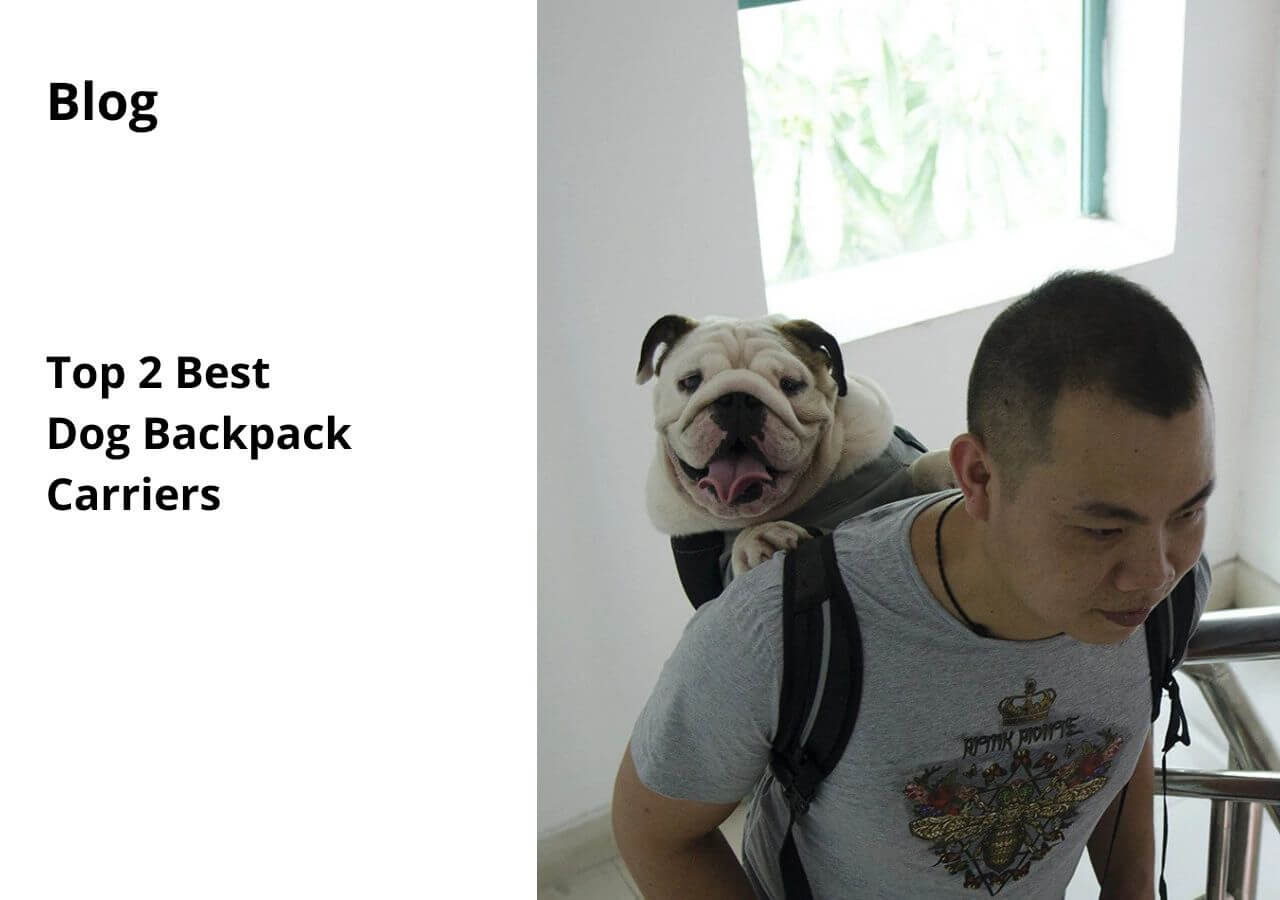 Best Bulldog Backpack Carriers for Your Outdoor Adventure