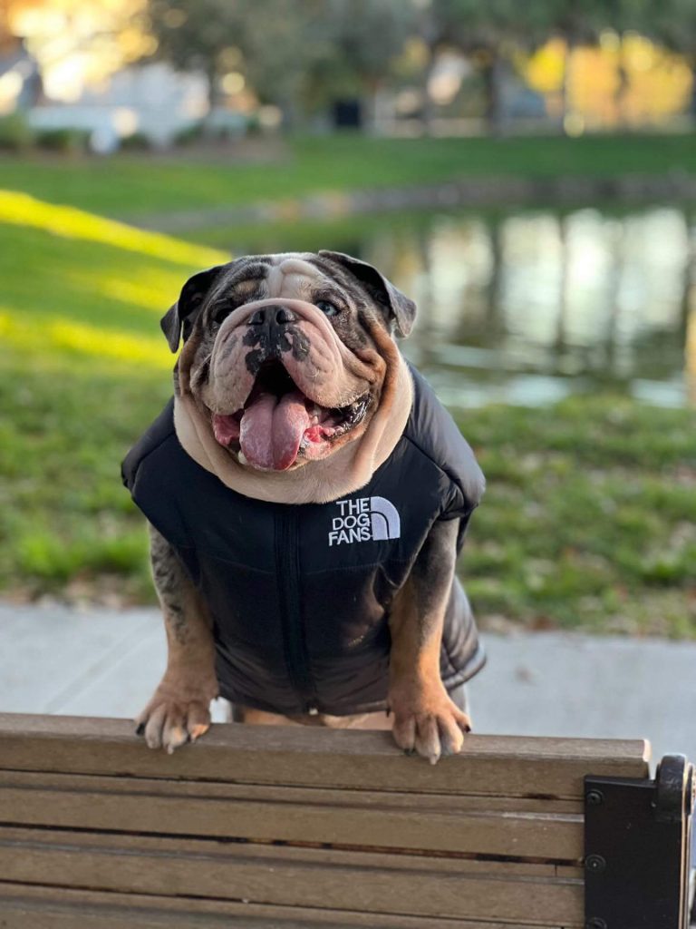 Top 10 English Bulldog jackets and coats