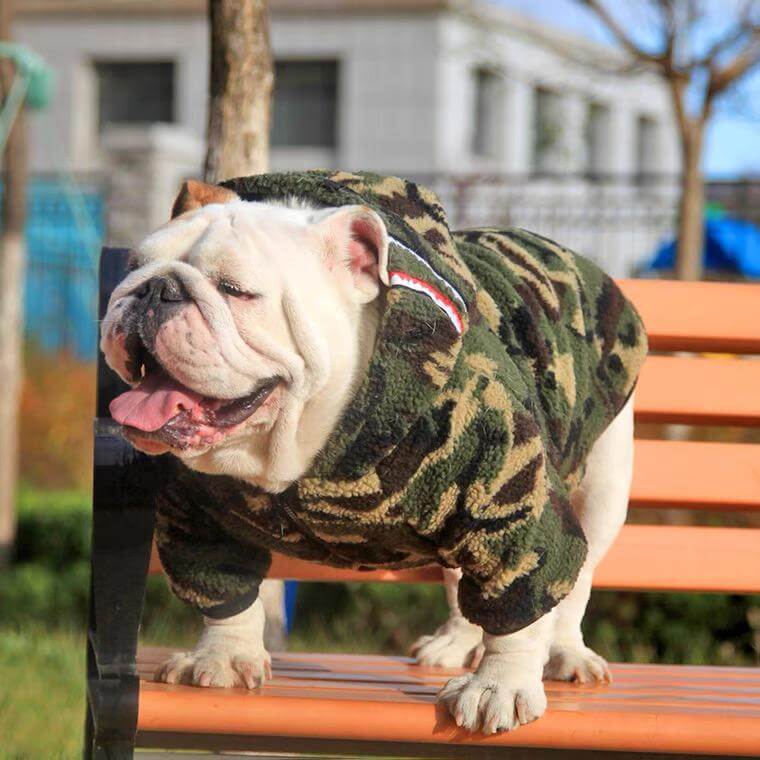 Top 10 English Bulldog jackets and coats