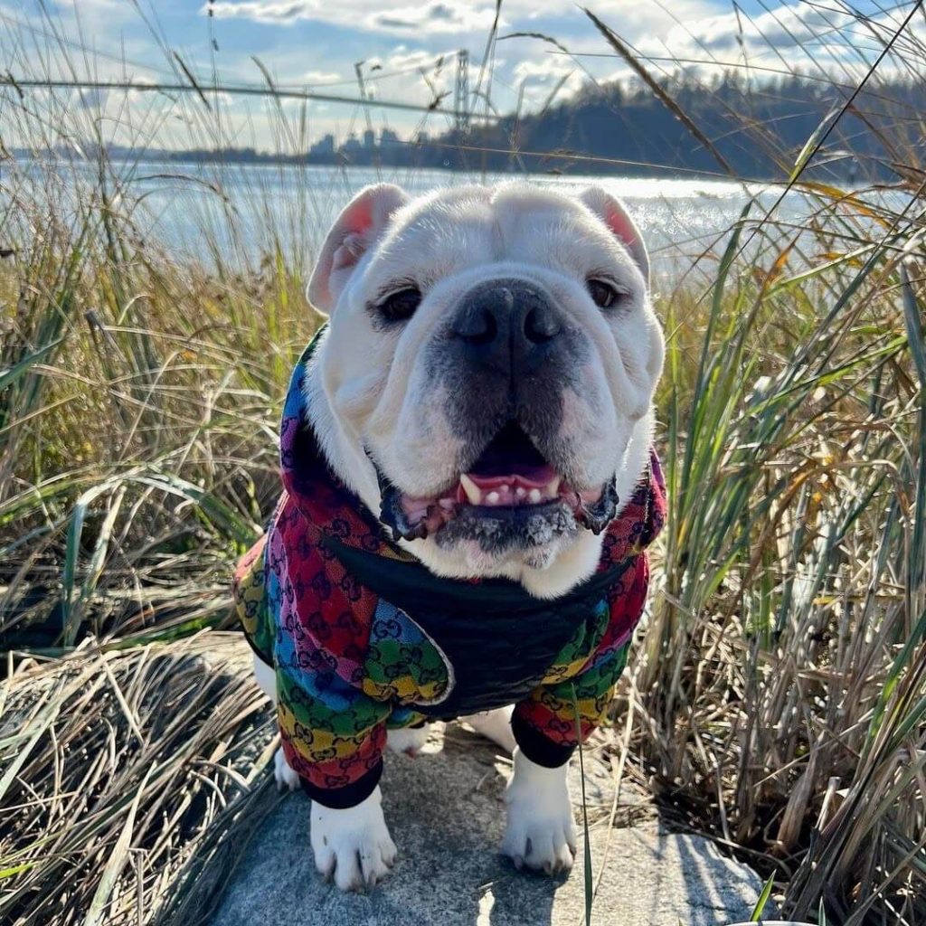 Top 10 English Bulldog jackets and coats