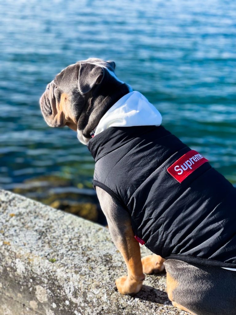 Top 10 English Bulldog jackets and coats