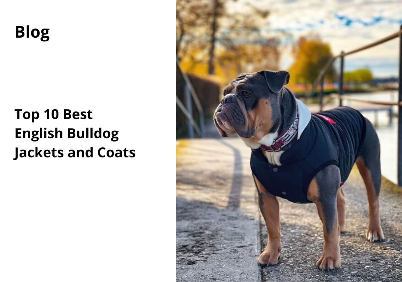 Top 10 English Bulldog jackets and coats