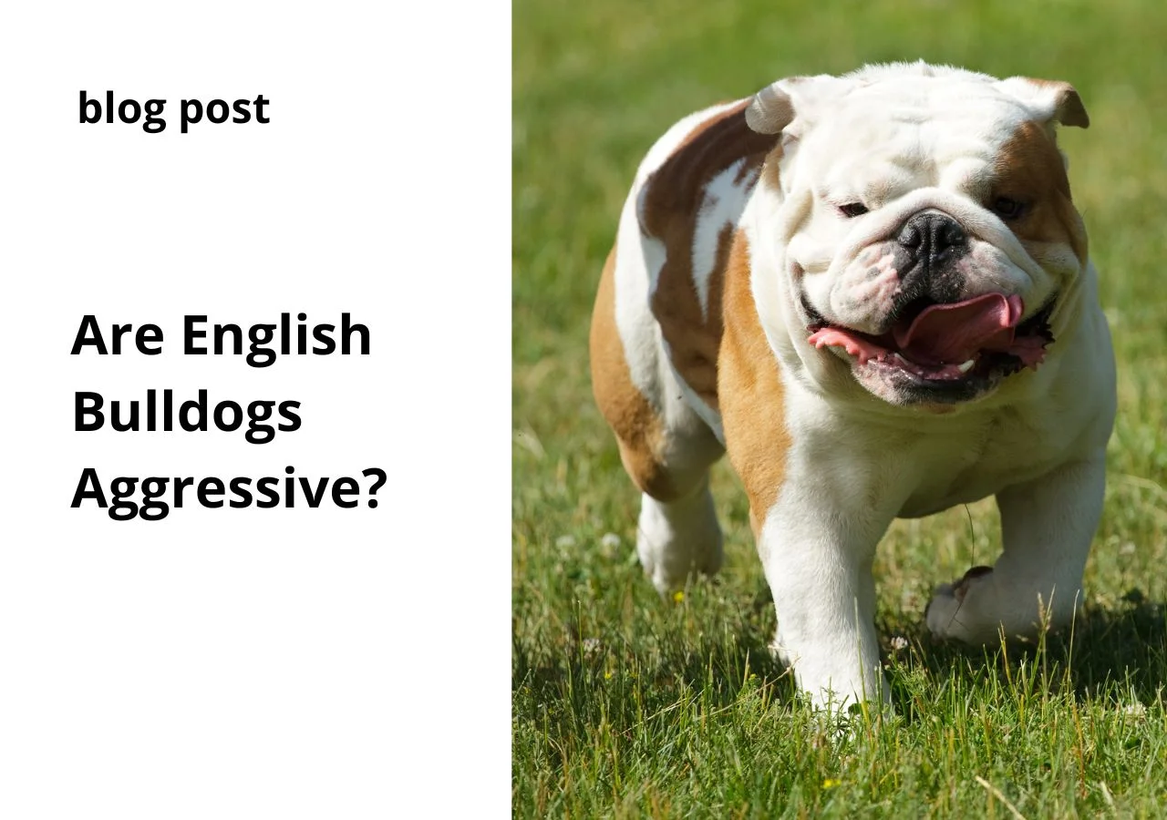 Are English Bulldogs Aggressive? Not If You Know How to Handle Them!