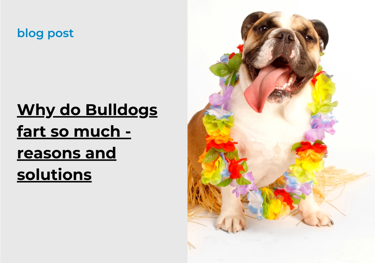 Why do Bulldogs fart so much - reasons and solutions