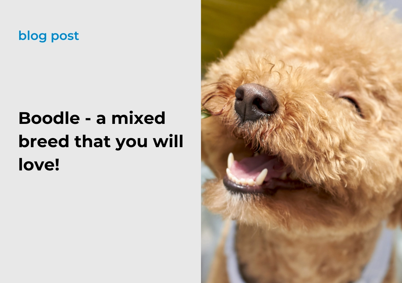 Boodle - a mixed breed that you will love!