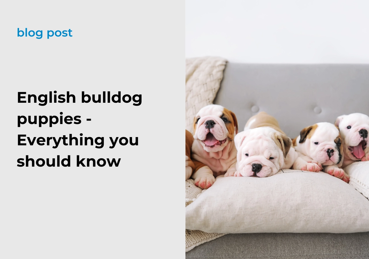 English bulldog puppies - everything you should know