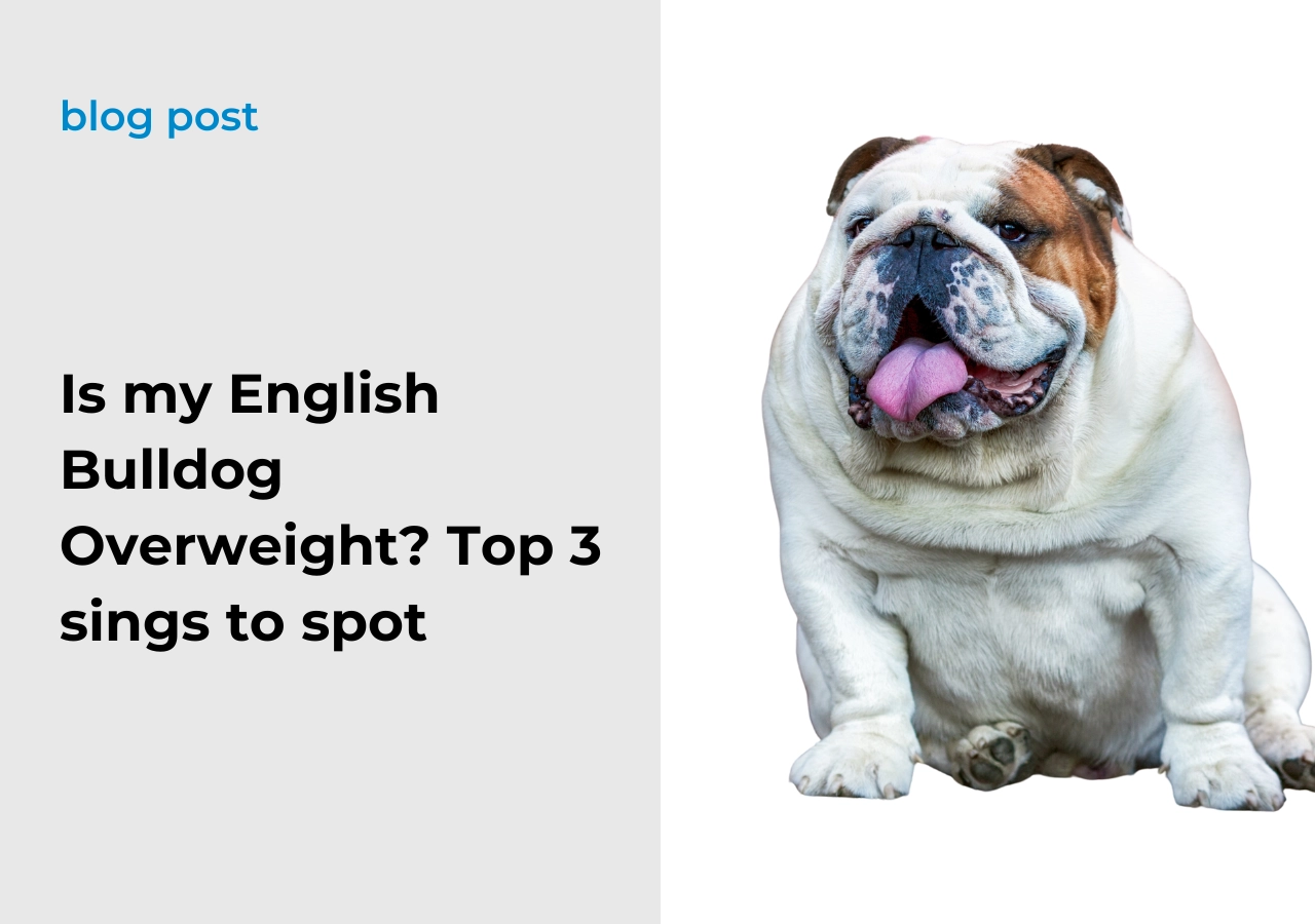 Is my English Bulldog Overweight? Top 3 sings to spot