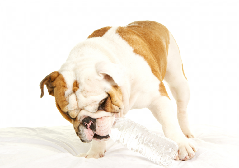 Hair Loss In English Bulldogs: Top 5 Causes & Treatment - AskEnglishBulldog