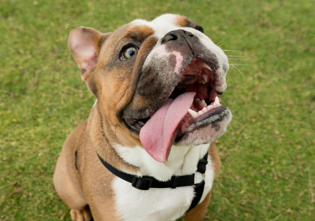 English Bulldog Skin Issues: Reasons and Best Treatment Options