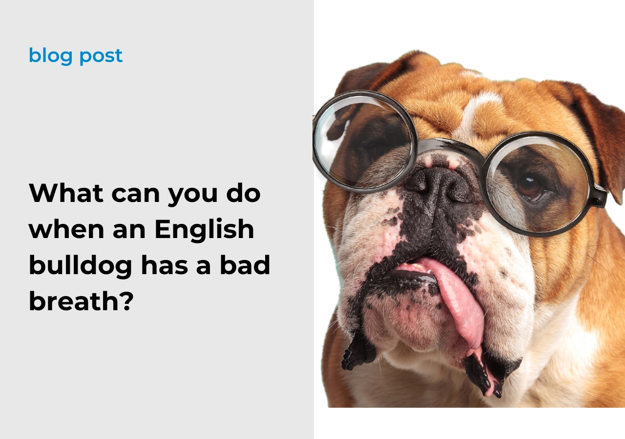 What can you do when an English bulldog has a bad breath?