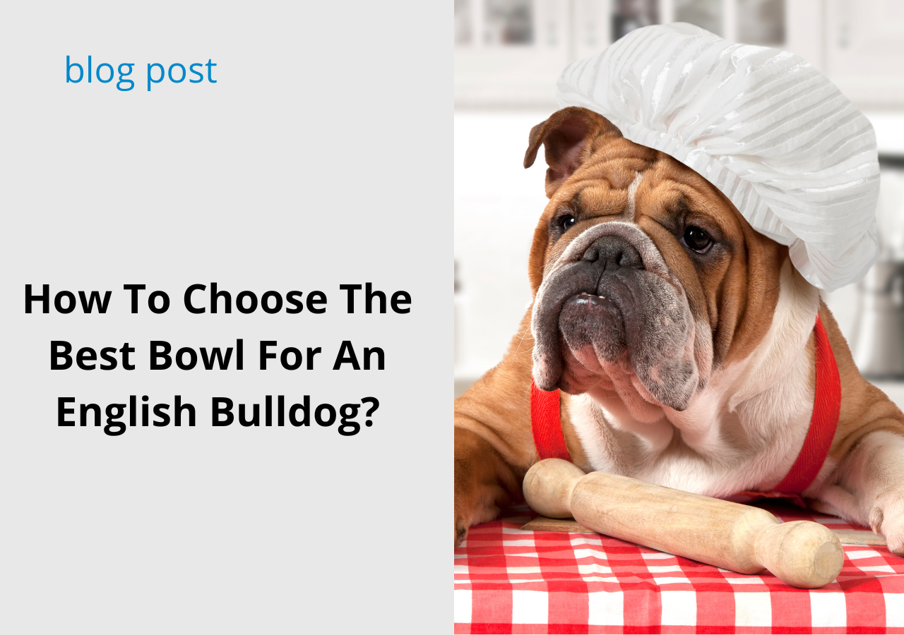 How To Choose The Best English Bulldog Bowl?: The Best Tips ...