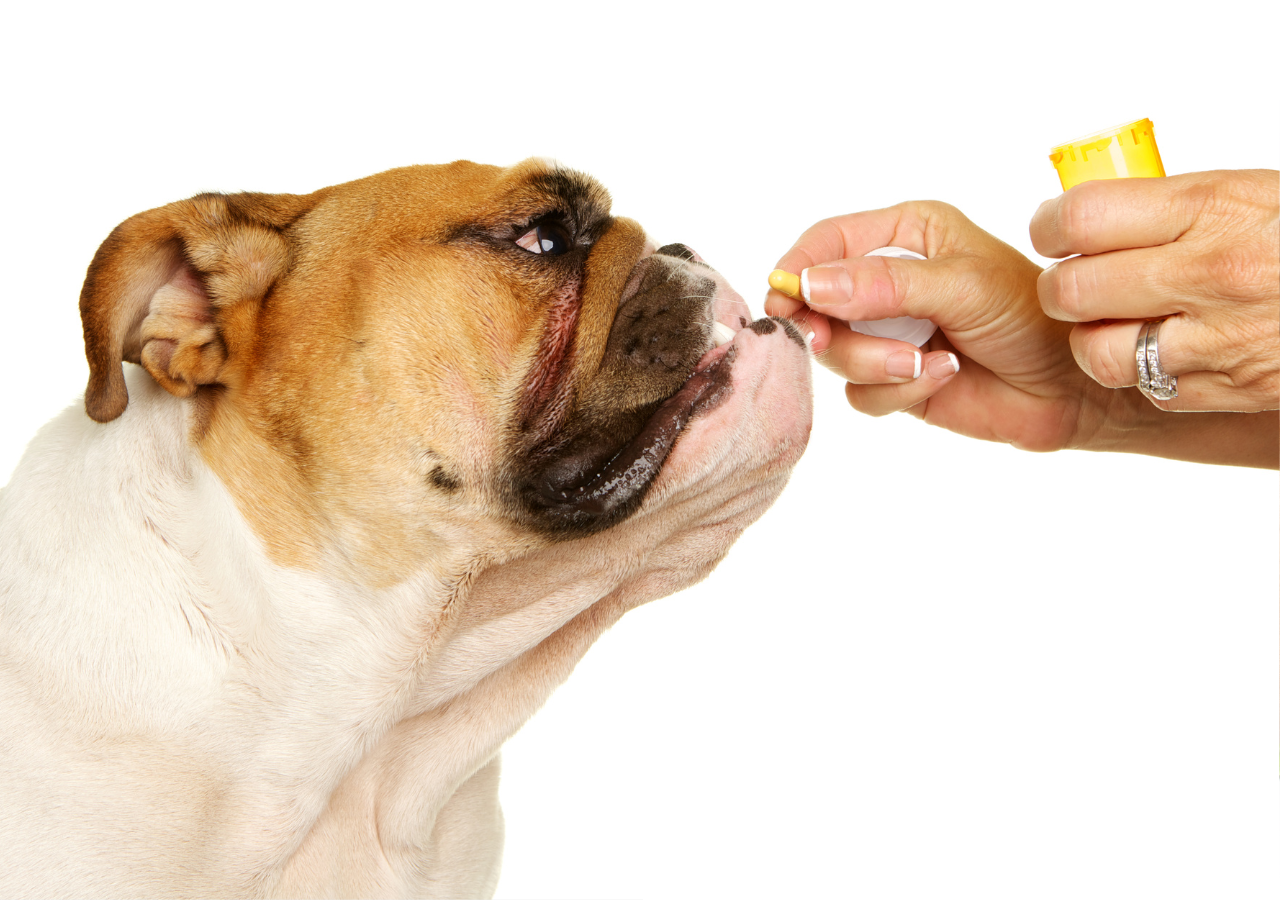 English Bulldog Skin Issues: Reasons and Best Treatment Options