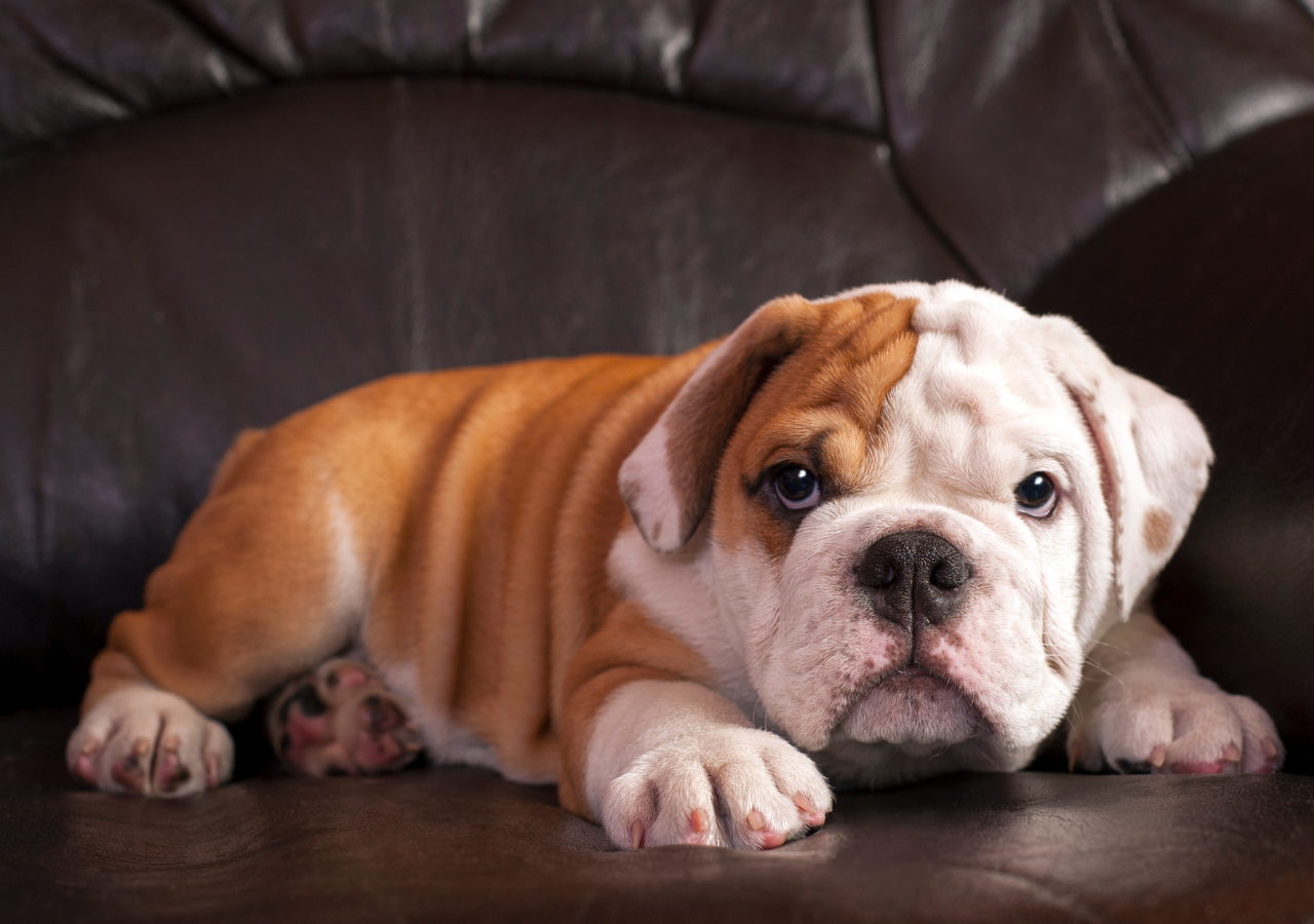 English Bulldog Skin Issues: Reasons and Best Treatment Options