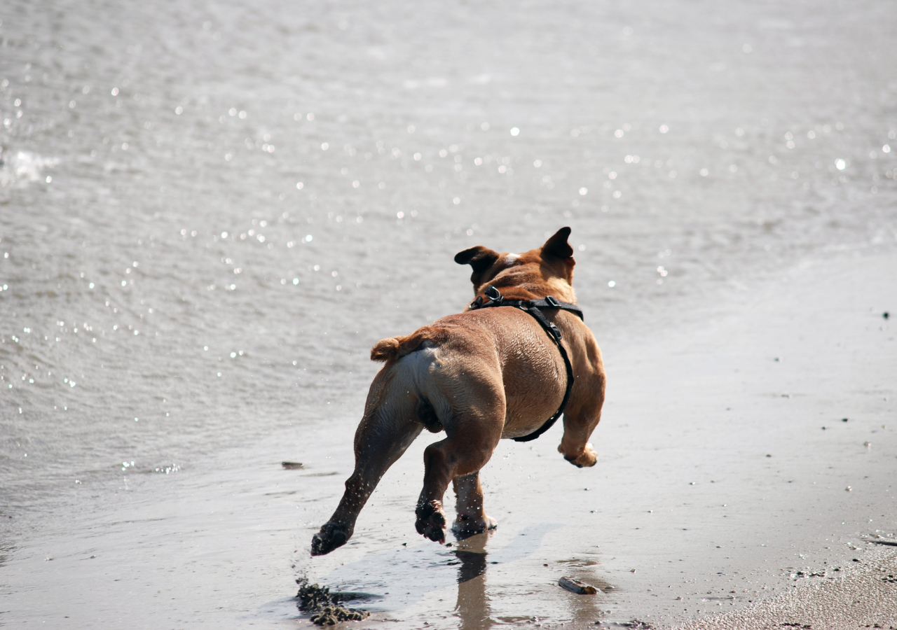 English Bulldog Overheating: Top 8 Tips To Help Your Dog