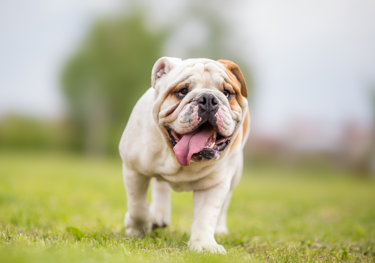 English Bulldog Overheating: Top 8 Tips To Help Your Dog