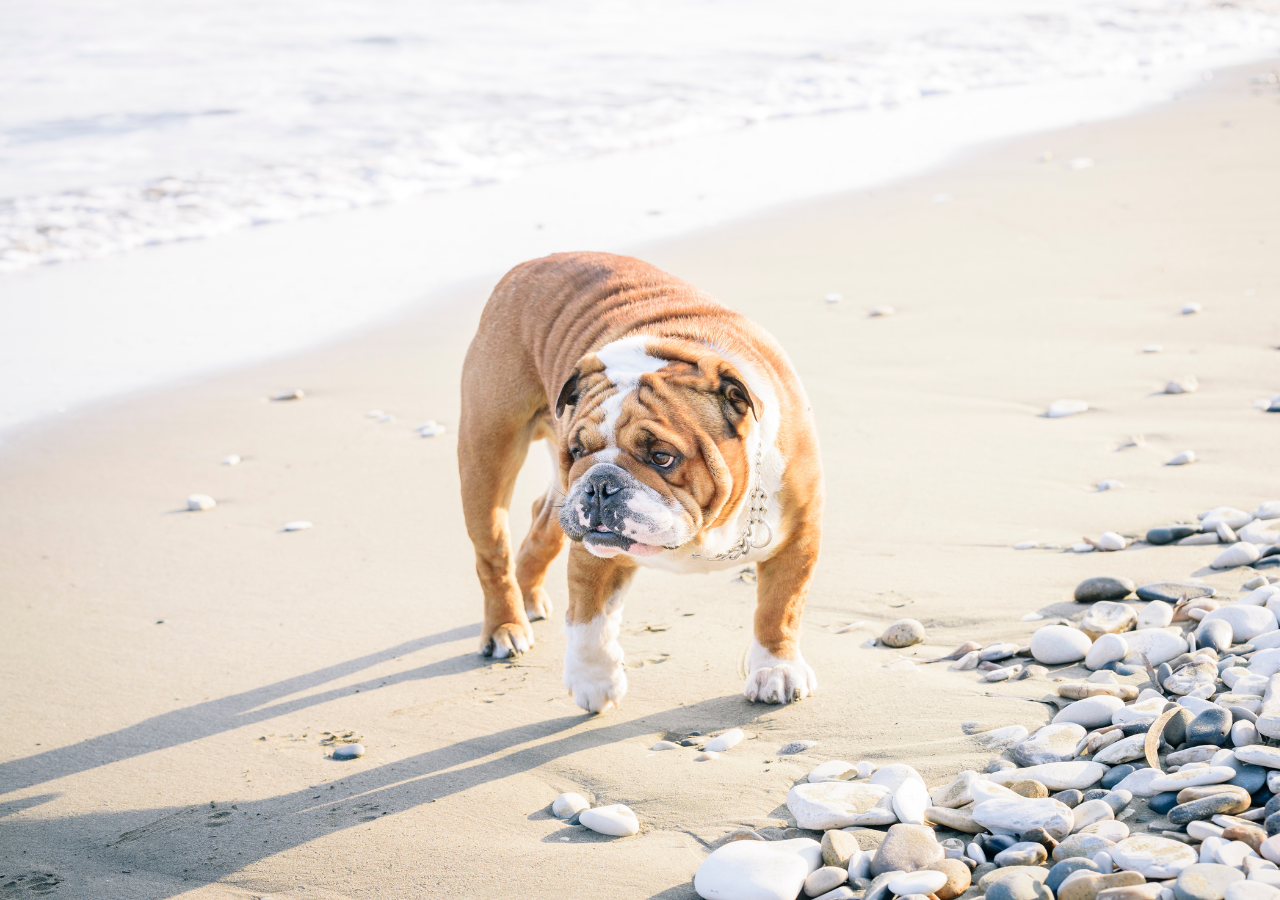 English Bulldog Overheating: Top 8 Tips To Help Your Dog