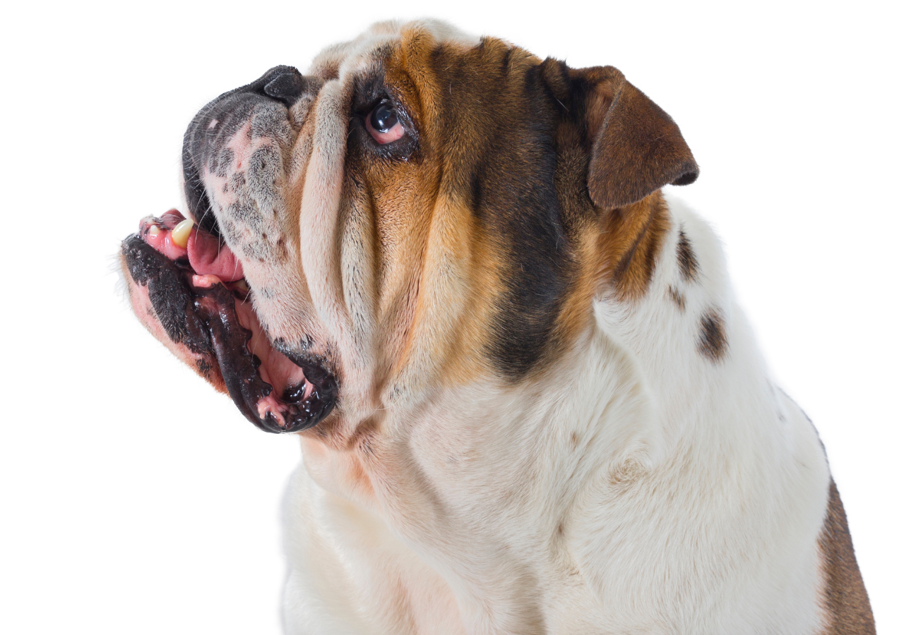 English Bulldog Skin Issues: Reasons and Best Treatment Options