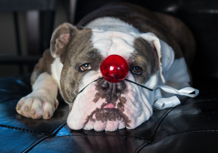 English Bulldog Skin Issues: Reasons and Best Treatment Options