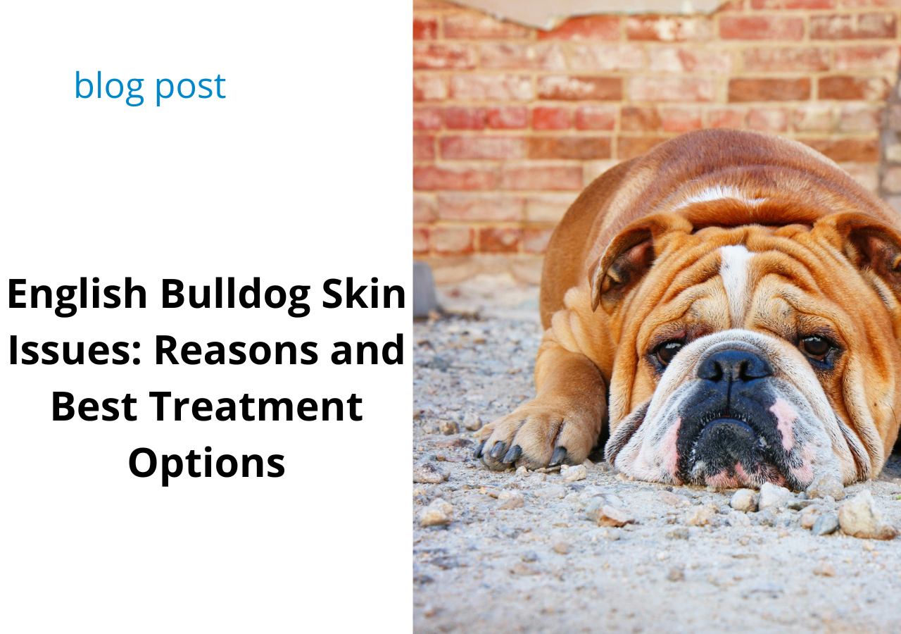 English Bulldog Skin Issues: Reasons and Best Treatment Options