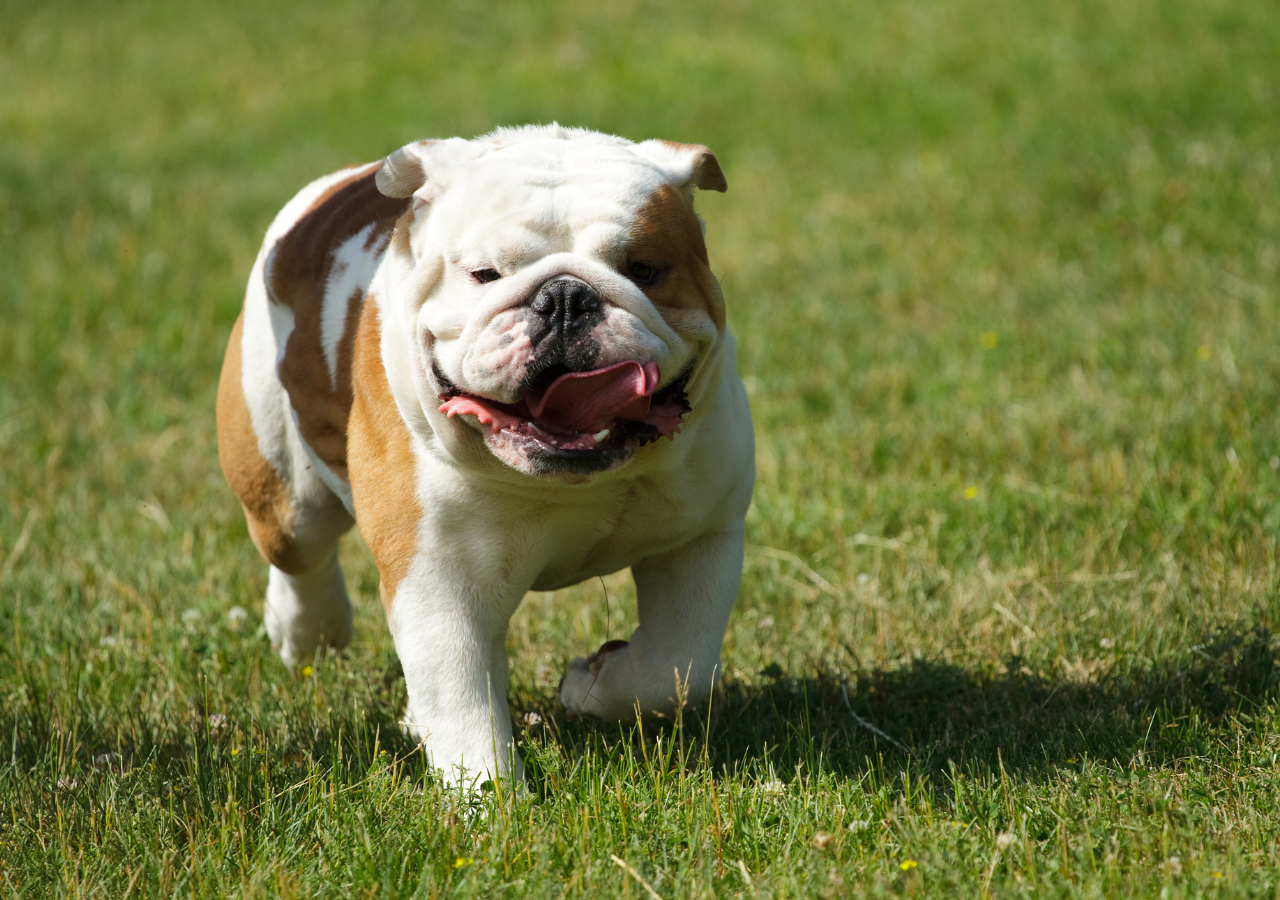 English Bulldog Skin Issues: Reasons and Best Treatment Options