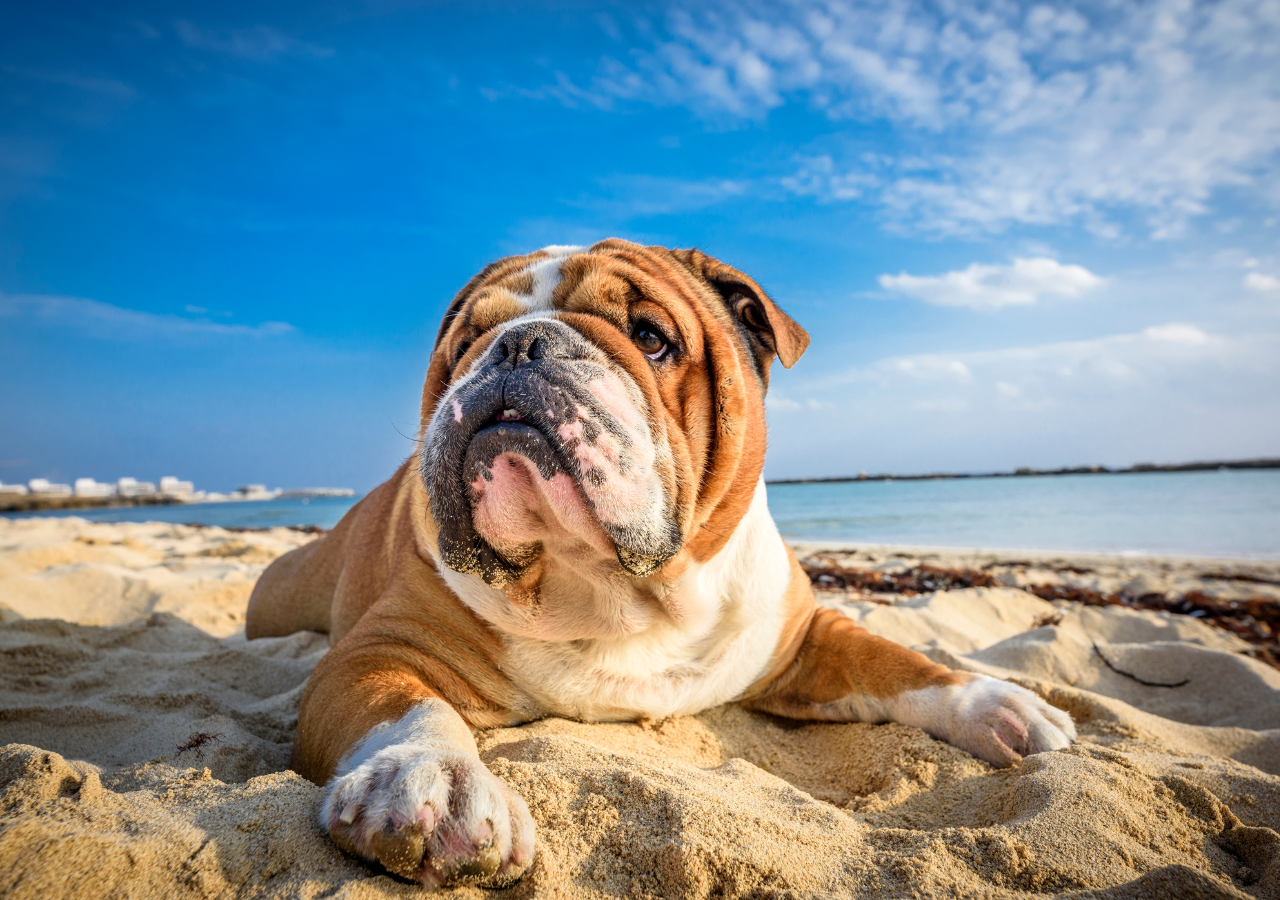 English Bulldog Overheating: Top 8 Tips To Help Your Dog