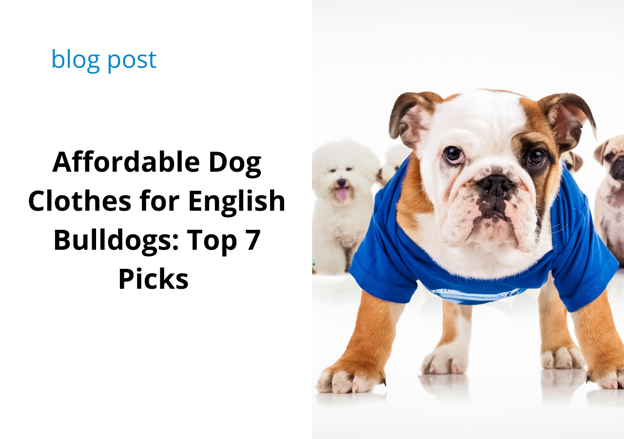 Affordable Dog Clothes for English Bulldogs: Top 7 Picks