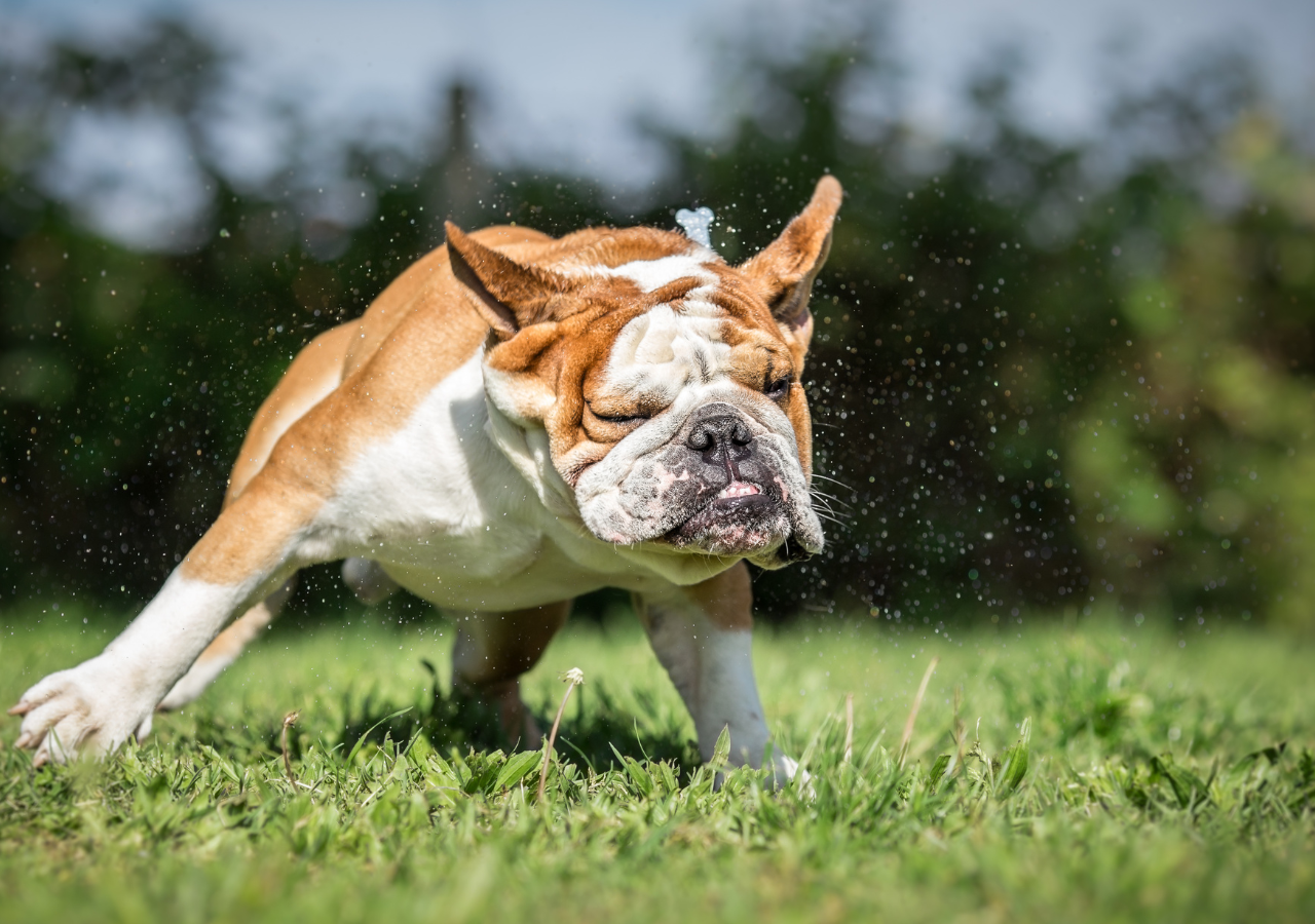 English Bulldog Head Tremors: How To Solve Them? - AskEnglishBulldog
