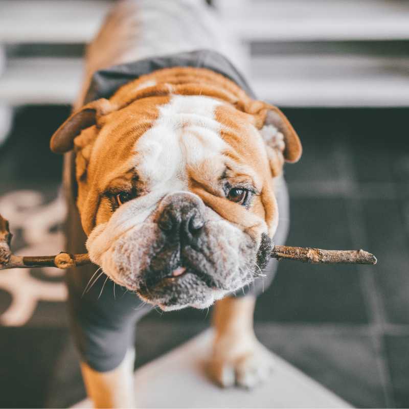 How To Treat Dermatitis in English Bulldogs? Expert Tips