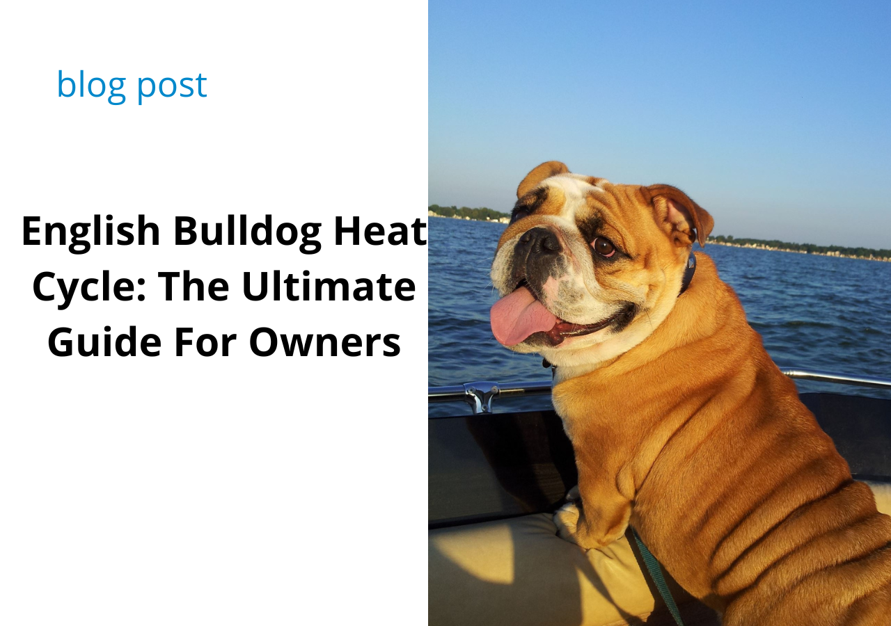 English Bulldog Heat Cycle: The Ultimate Guide For Owners