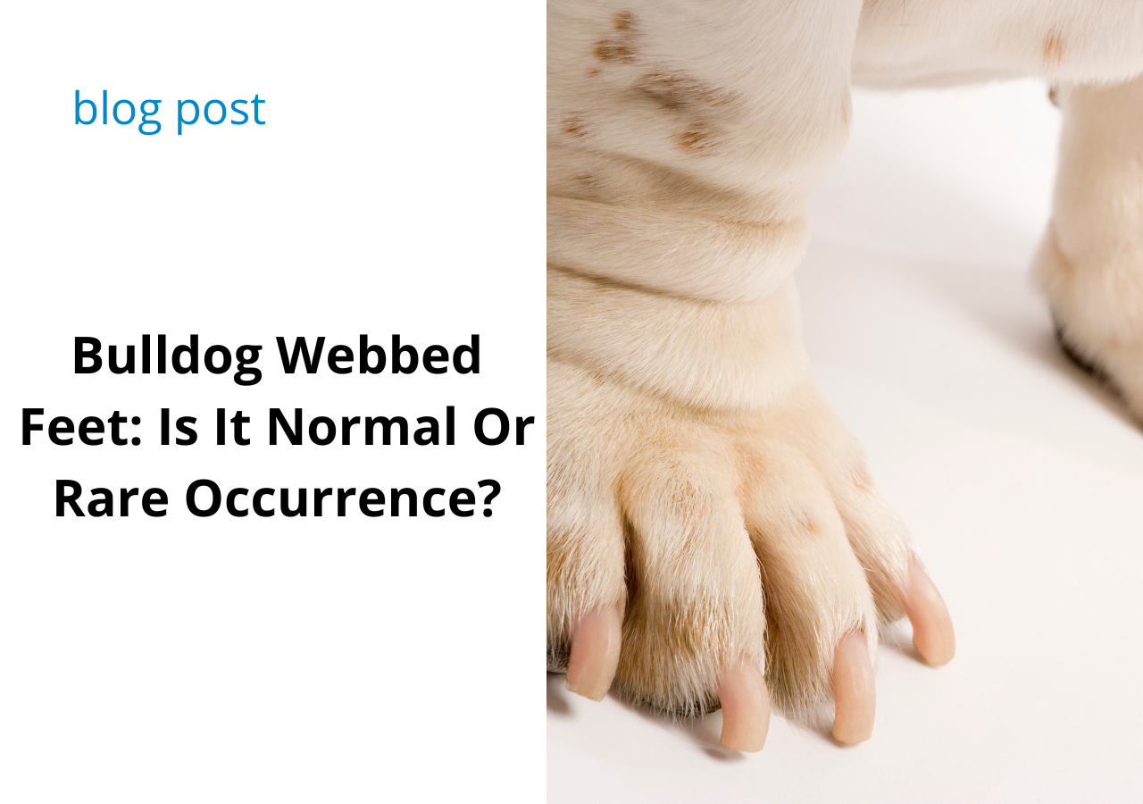 Bulldog Webbed Feet: Is It Normal Or Rare Occurrence?