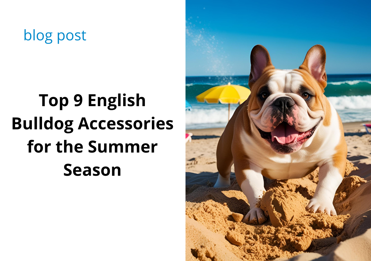 Top 9 English Bulldog Accessories for the Summer Season