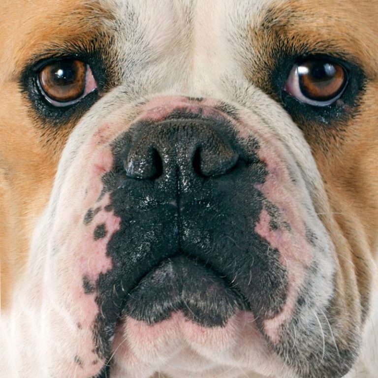 How To Treat English Bulldog Crusty Nose? Tips That Can Help