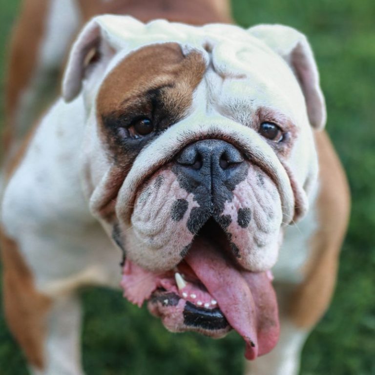 How To Treat English Bulldog Crusty Nose? Tips That Can Help