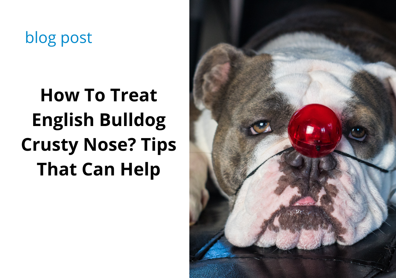 How To Treat English Bulldog Crusty Nose? Tips That Can Help